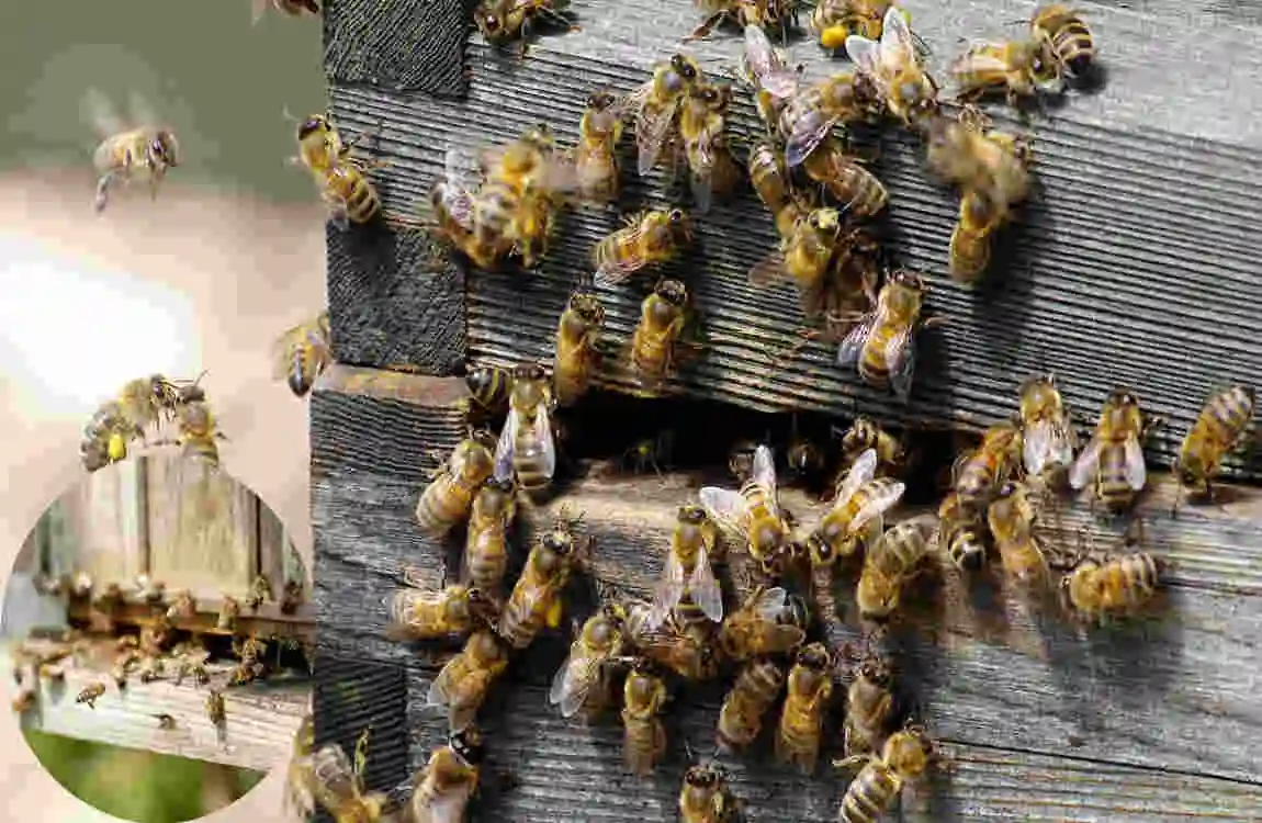 How to Prevent Bees from Entering Your Home
